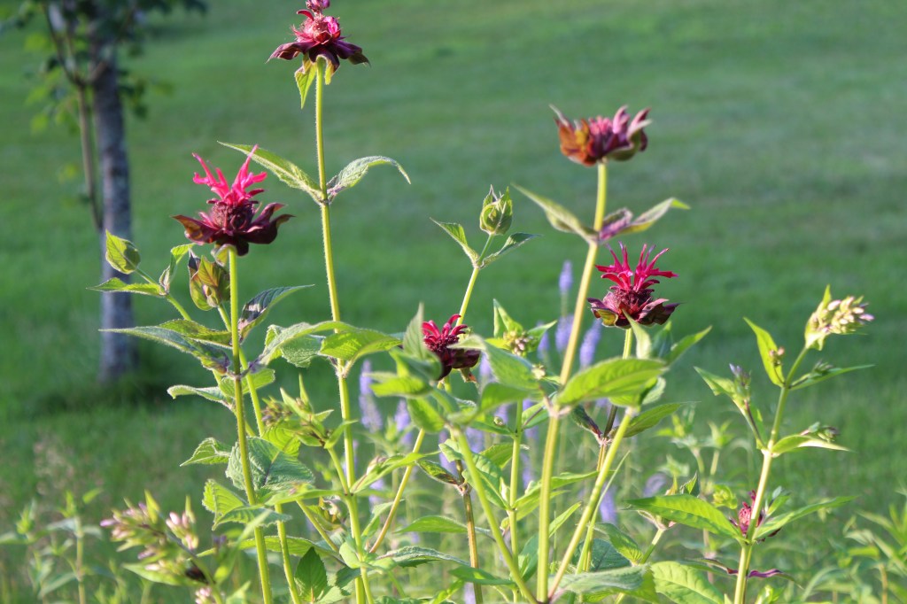 On Top of the World – Designing Mimi