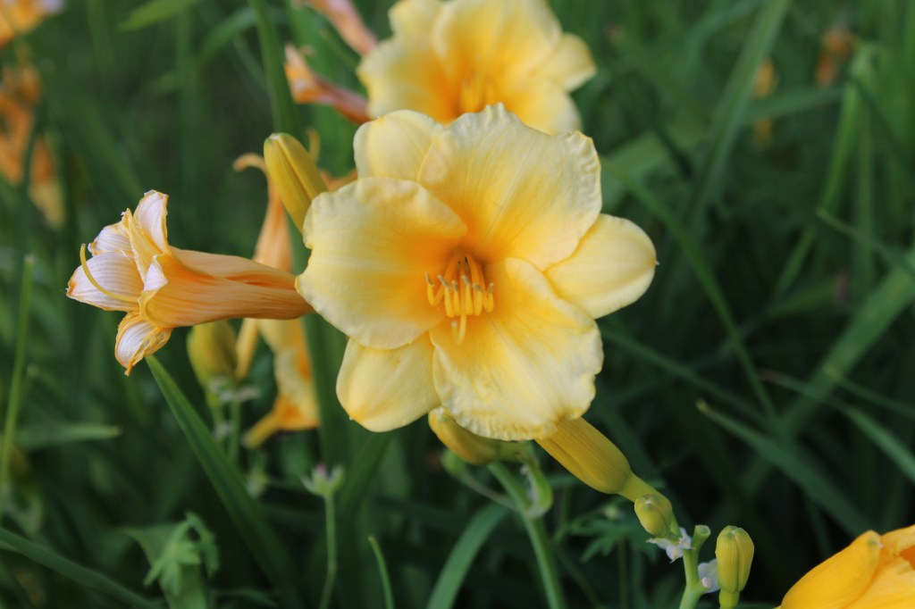 On Top of the World – Designing Mimi